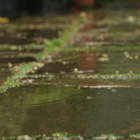 How Is Boric Acid Used In The Garden Homesteady
