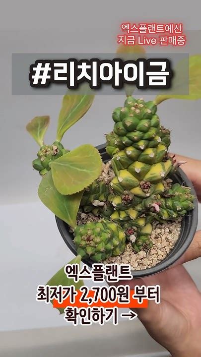 리치아이금 선인장 희귀선인장 희귀다육 선인장저렴함곳 다육판매 다육라이브 라이브방송 식물판매 최저가판매 최저가 예쁜식물 예쁜선인장 초보다육이 엑스