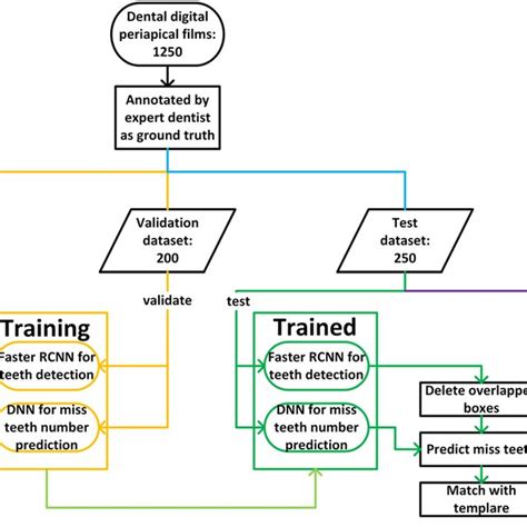 Fdi Teeth Numbering System 11 18 Right Upper 1 8 21 28 Left Upper Download Scientific