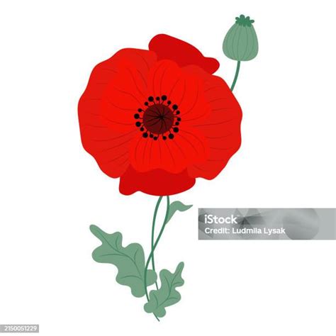 녹색 잎을 가진 빨간 양귀비 꽃입니다 벡터 일러스트 레이 션입니다 기억 군사 및 승리의 상징 개화기에 대한 스톡 벡터 아트 및 기타 이미지 Istock