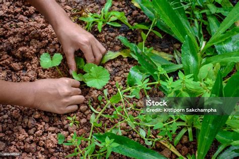 손으로 심는 야채와 허브 지상 토양 지상 토양 지상 및 녹색 식물 배경에서 야외 정원 환경 및 지구의 날 개념 센텔라 Asiatica 묘목을 손에 들고 있습니다 병풀에 대한