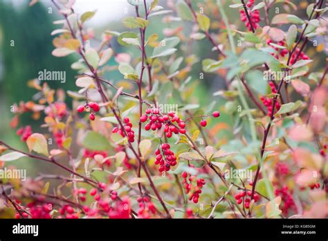 Shrub With Edible Berries Hi Res Stock Photography And Images Alamy