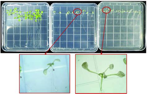 Photographs Illustrating Seedling Phenotype Of Arabidopsis Thaliana Download Scientific Diagram