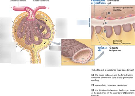 Glomerulus Npb 101 Diagram Quizlet