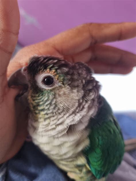 This Is Yoshi She Squawks Until I Look At Her Shes So Loud Im Goin