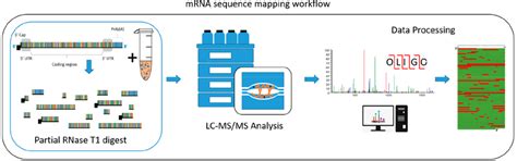 Schematic Illustration Of Mrna Sequence Mapping Workflow Partial Rnase Download Scientific