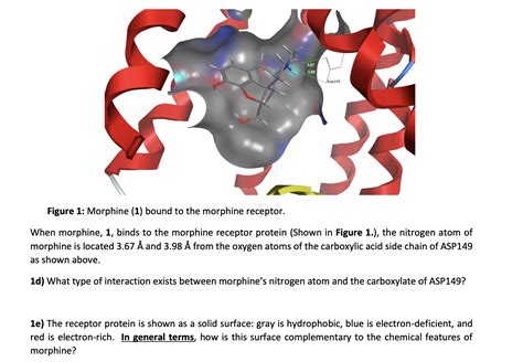 Solved Figure 1 Morphine 1 Bound To The Morphine