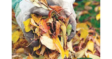 Тор от есенни листа Български Фермер