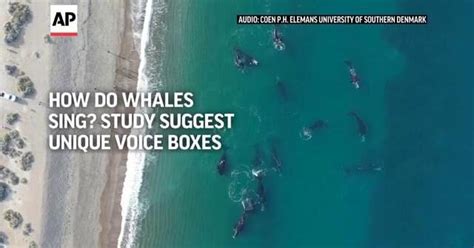 How Do Whales Sing Lab Experiments Suggest Their Voice Boxes Have A Unique Feature Multimedia