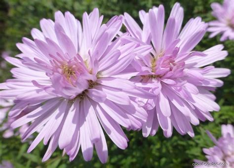 Photo Rice Button Aster Judith About