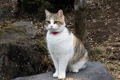 18 Japanese Calico Cat Paling Baru