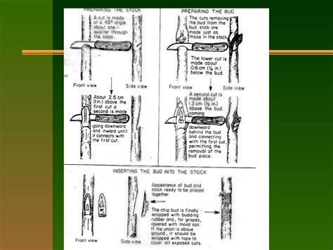 Grafting Budding Ppt