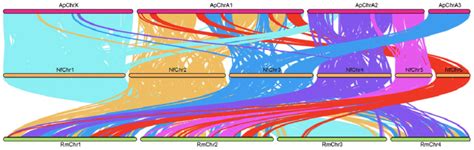 Chromosome Collinearity Analysis Graph Ap Acyrthosiphon Pisum Nf Download Scientific