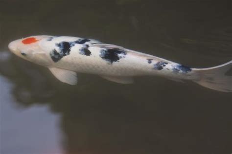不同水層小雜魚鬧窩如何應對 每日頭條