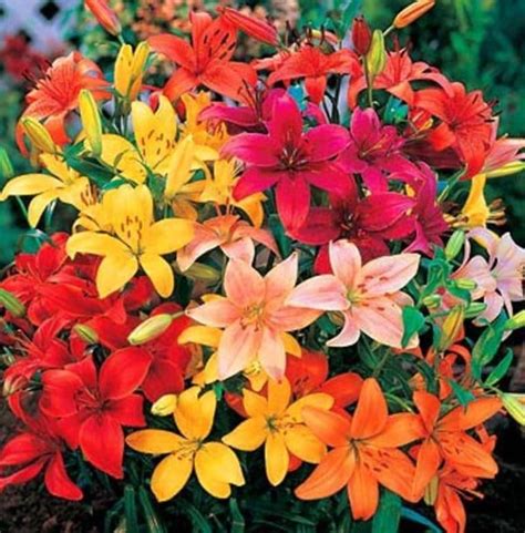 Mixed Pixie Dwarf Asiatic Lily