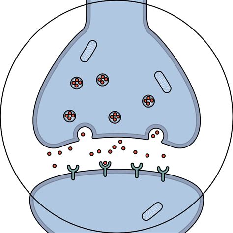 Synapse Structure Zoom Figure Science Figures