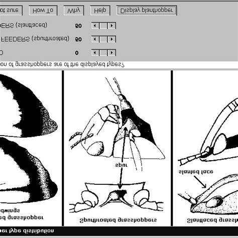 Interface Window For Determining The Observed Grasshopper Type