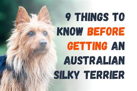 9 Things To Know Before Getting An Australian Silky Terrier
