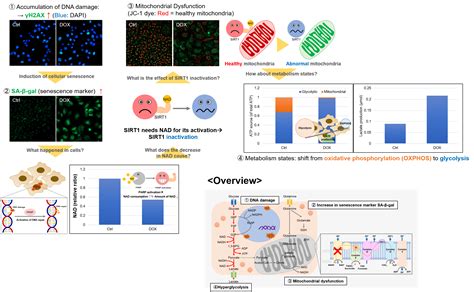 Senescence Cell Detection Cellular Senescence Detection Kit Spider βgal Dojindo