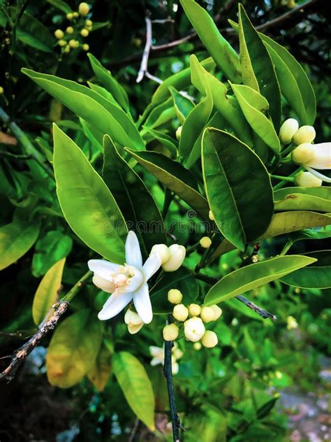Close Up Orange Tree Flower Bud With Green Leaves Stock Image Image