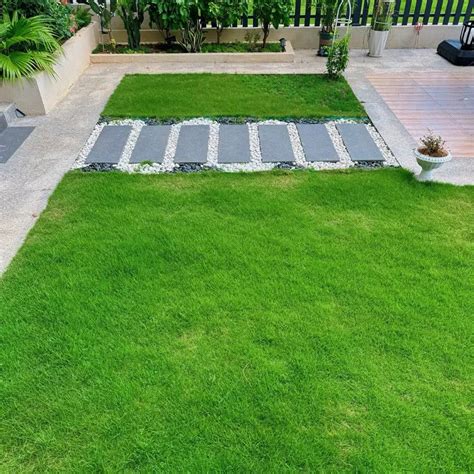 🌿🌟 Four Seasons Evergreen Dwarf Grass Seeds Your Lawns New Best F