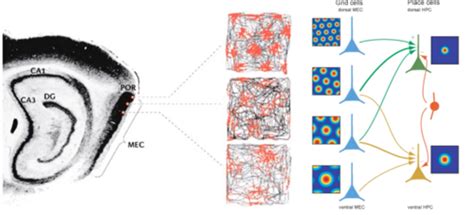 Memory Chapter 9 Flashcards Quizlet