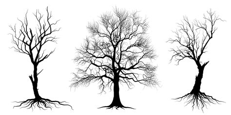 Black Branch Tree Or Naked Trees Silhouettes Hand Drawn Isolated Illustrations Vector
