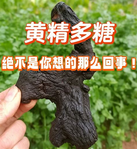 黄精多糖与普通糖的三大区别