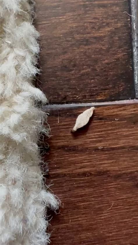 What Is This Houston Tx R Insects