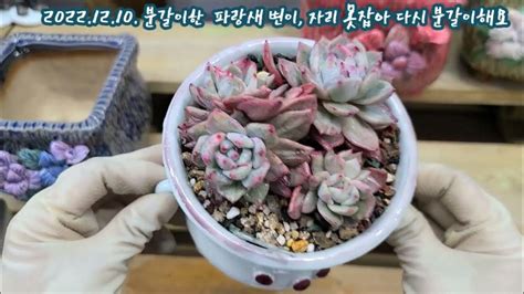 파랑새변이 분갈이한지 넉달째인데 자리 못 잡은 듯해서 다시 분갈이해요 오마나 뿌리는 나왔는데 불청객이 함께있네요 마침 잘 봤다 싶은 생각이 듭니다~ Youtube