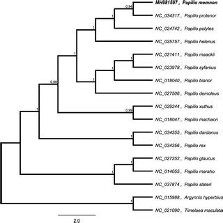 Maximum Likelihood Phylogenetic Tree Based On Whole Mitogenome From 15