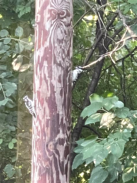 I Think This Is A Downy And A Hairy Side By Side Right In Minnesota