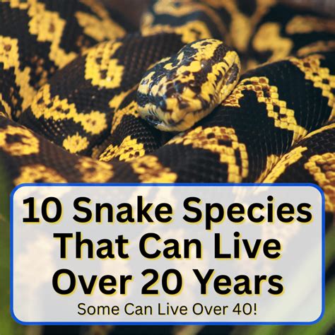 Blood Python Care Complete Guide For New Snake Owners