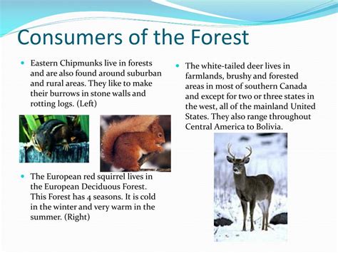 Ppt Deciduous Forest Biome Powerpoint Presentation Free Download
