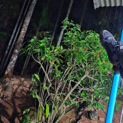 Mc Kenning Lyngdoh Thekenning • Instagram Photos And Videos