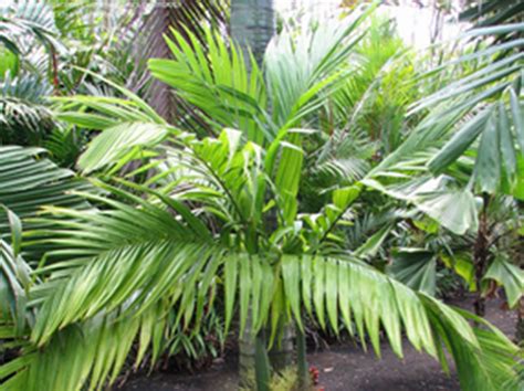 Areca Trianda Blog Patricia López Diseño Floral