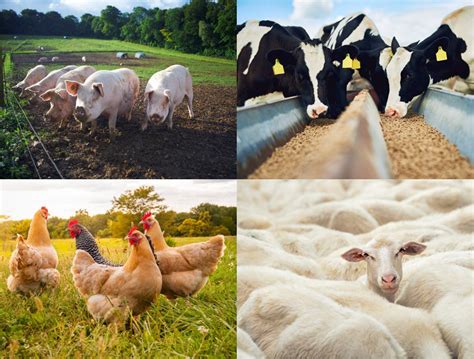 Livestock Production Today At Ida Whitford Blog
