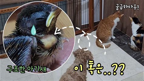 구조한 아기참새의 목에 큰혹이 아기새가 궁금한 고양이들 Youtube