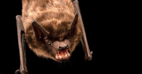 コウモリは哺乳類か？鳥類か？sexから解明。｜digitalcreator