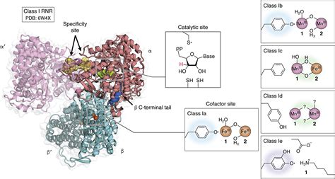 The Periodic Table Of Ribonucleotide Reductases Journal Of Biological