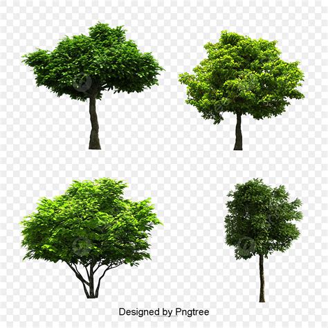 รูปต้นไม้ Png ต้นไม้ Png แผนผังการรวมต้นไม้ Png ปลูกภาพ Png และ Psd สำหรับดาวน์โหลดฟรี