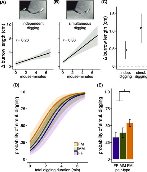 Opposite Sex Pairs Are More Likely To Engage In More Efficient