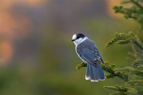 Bmde Fields Birds Canada Learn