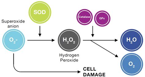Superoxide Dismutase Is The Bodys Most Powerful Antioxidant
