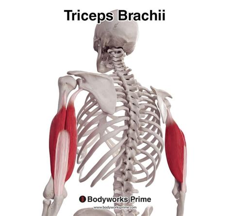Triceps Brachii Muscle Anatomy Bodyworks Prime