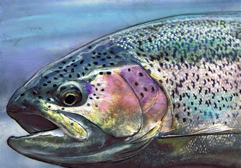 Rainbow Trout Wallpapers Wallpaper Cave