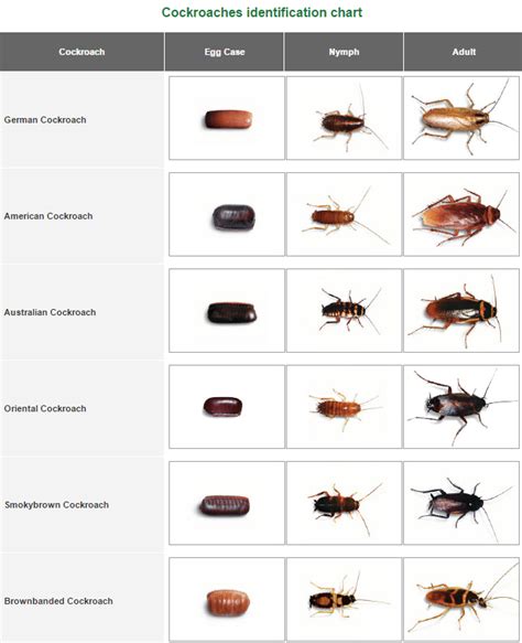 Termite Pest Controls Cockroach Identification