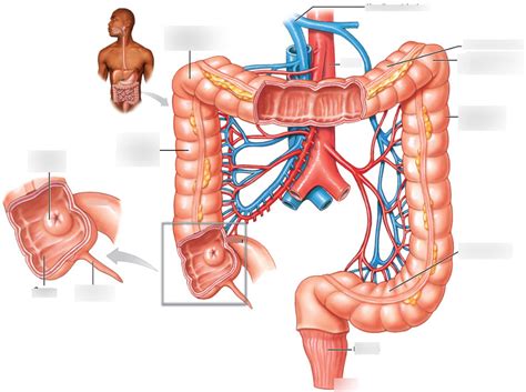 Sections Of The Colon