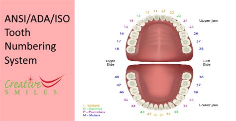 Tooth Numbering System