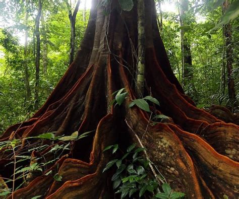 Costa Rica Timber Investment Institutional Forestry Natural Capital